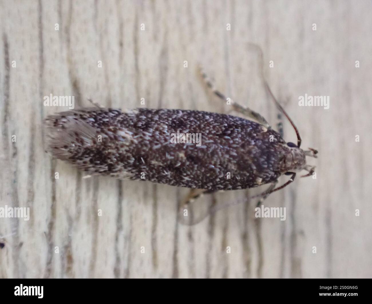 Dark Groundling (Bryotropha affinis Stock Photo - Alamy