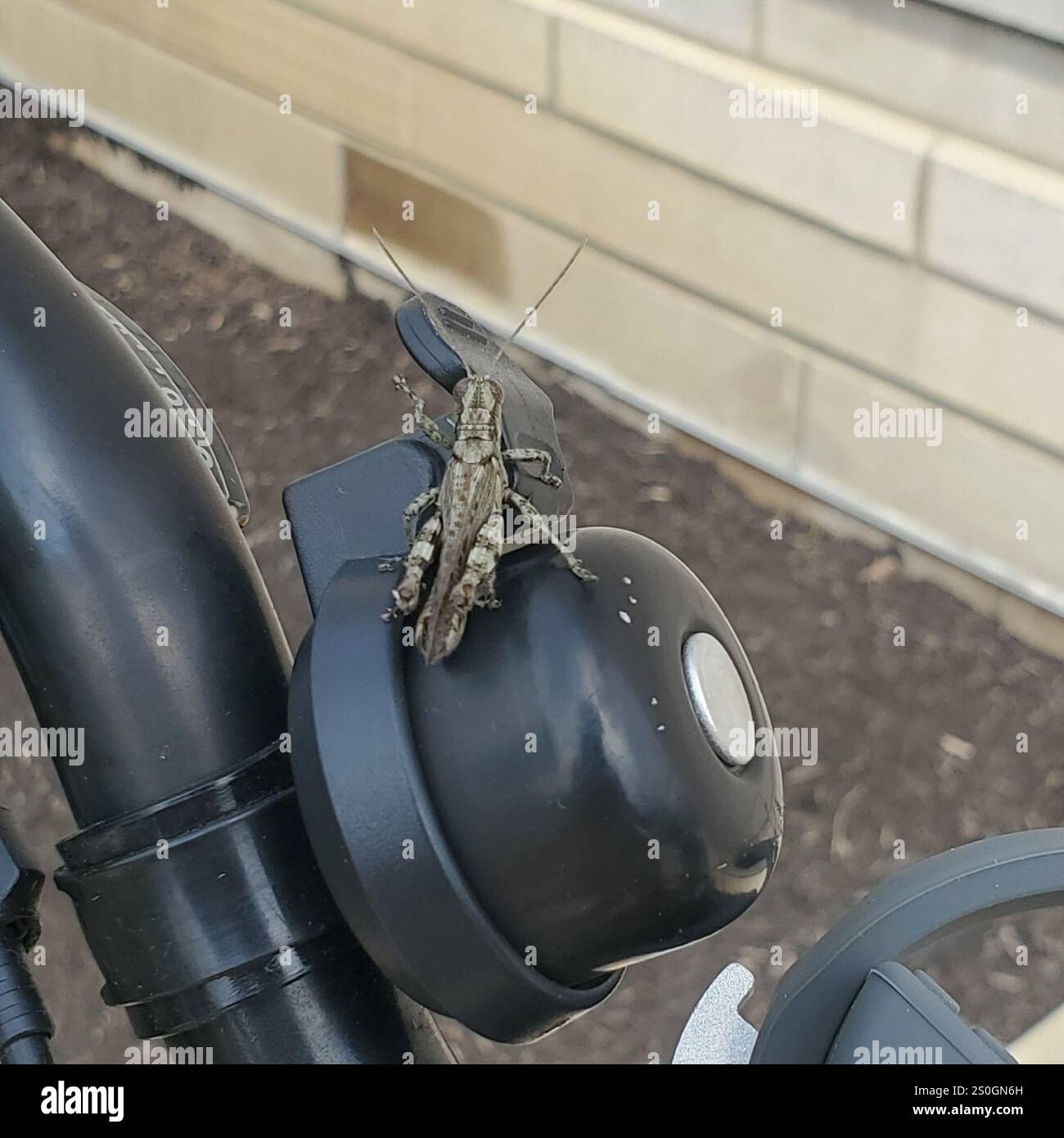 Pine tree Spur-throat Grasshopper (Melanoplus punctulatus Stock Photo ...