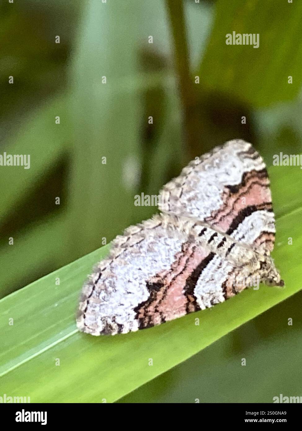 Flame Carpet (Xanthorhoe designata Stock Photo - Alamy