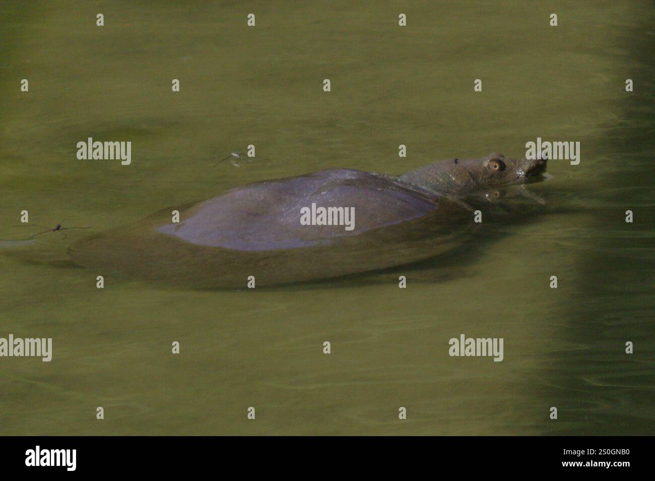Chinese Softshell Turtle (Pelodiscus sinensis Stock Photo - Alamy
