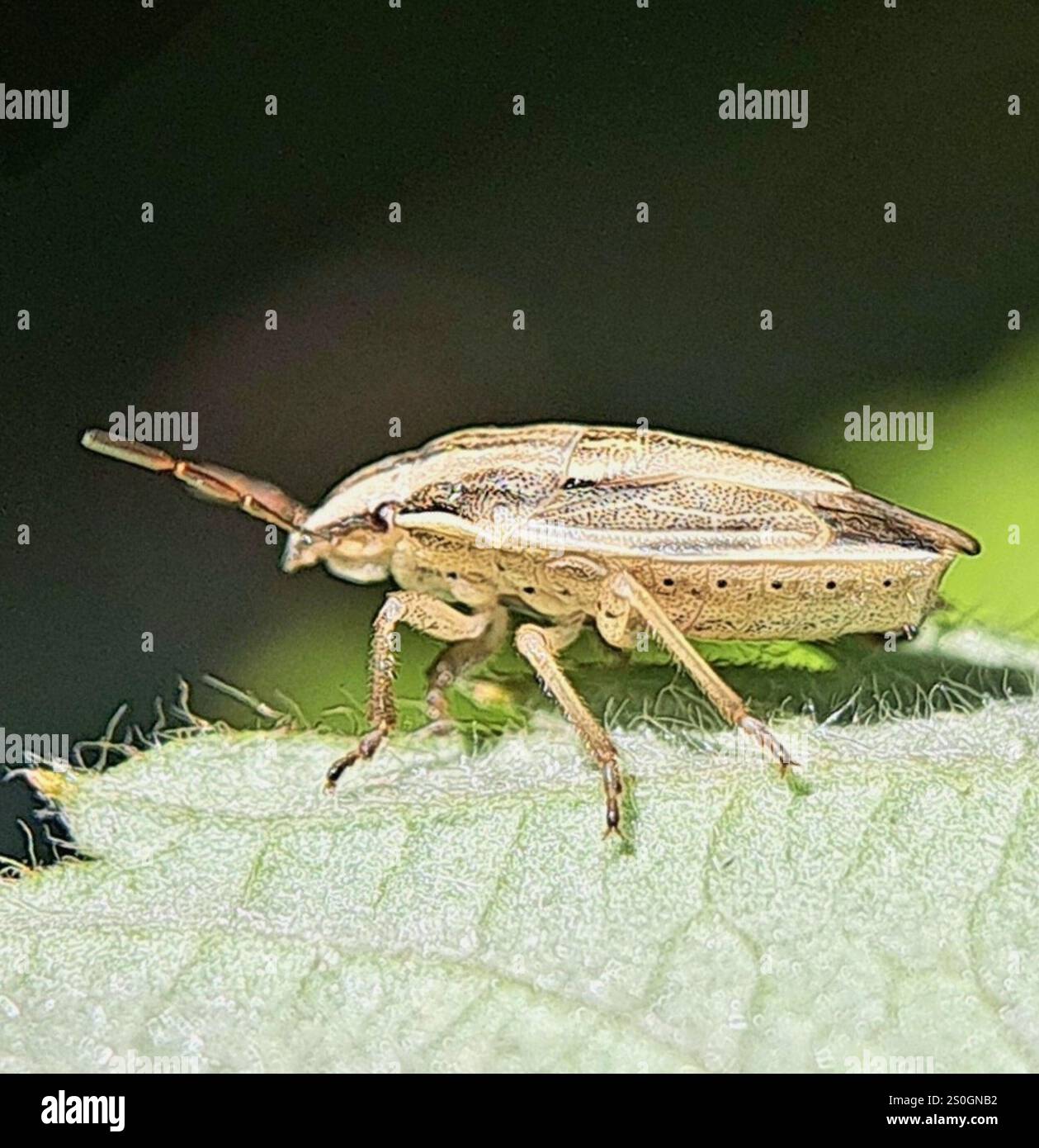 Bishop's Mitre Shield Bug (Aelia acuminata Stock Photo - Alamy