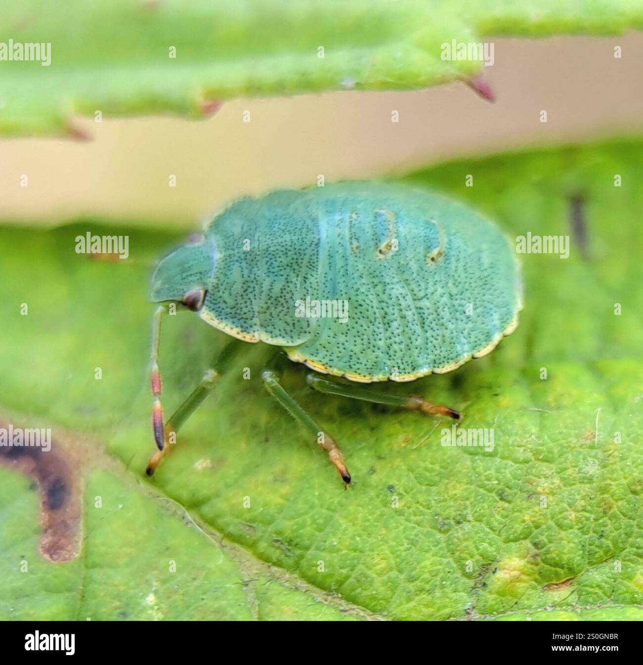 Green Shield Bug (Palomena prasina Stock Photo - Alamy