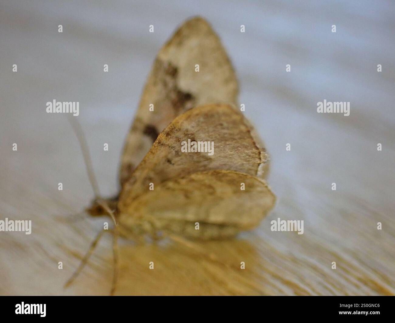 Flame Carpet (Xanthorhoe designata Stock Photo - Alamy