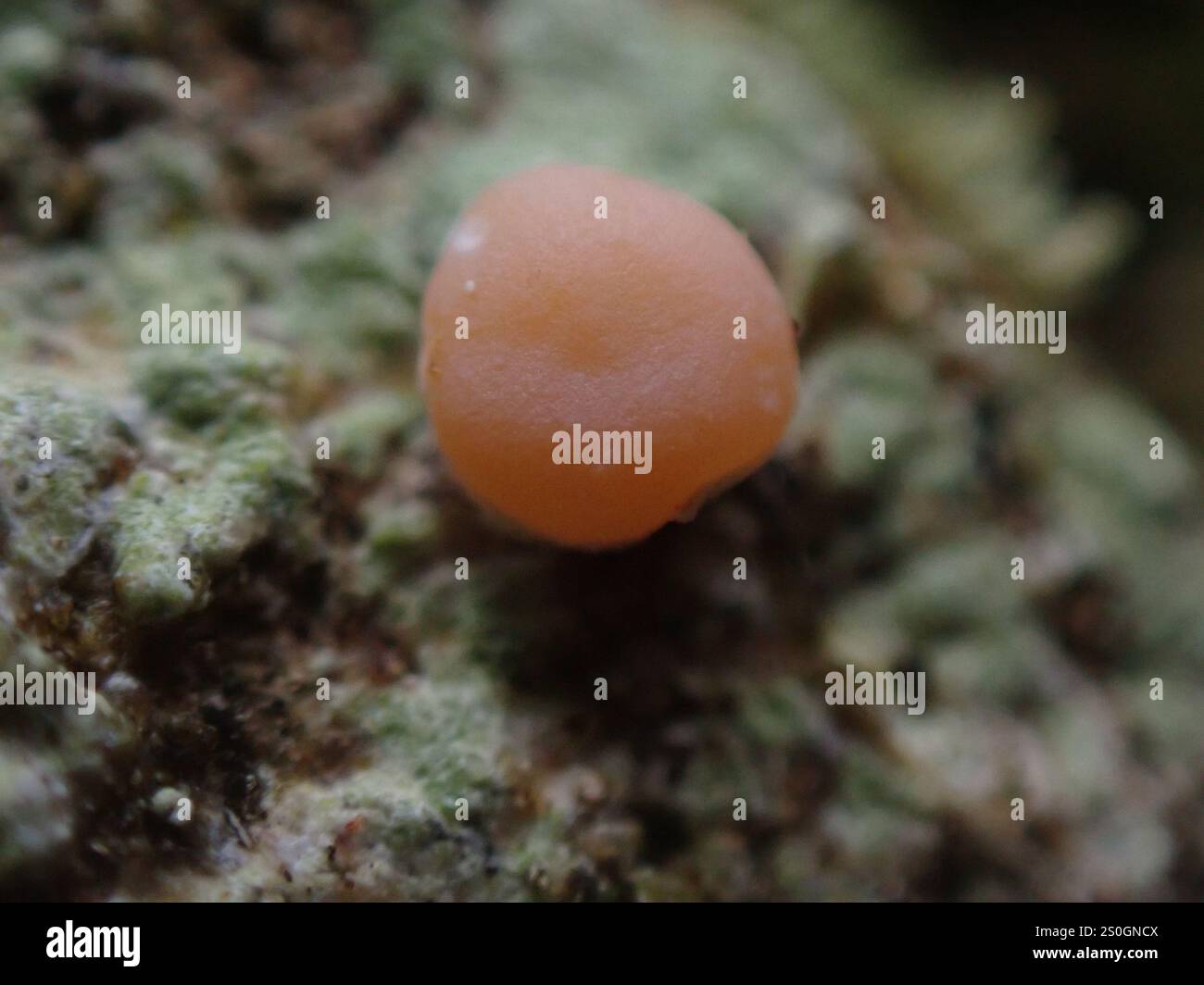 Ascomycete Fungi (Ascomycota Stock Photo - Alamy