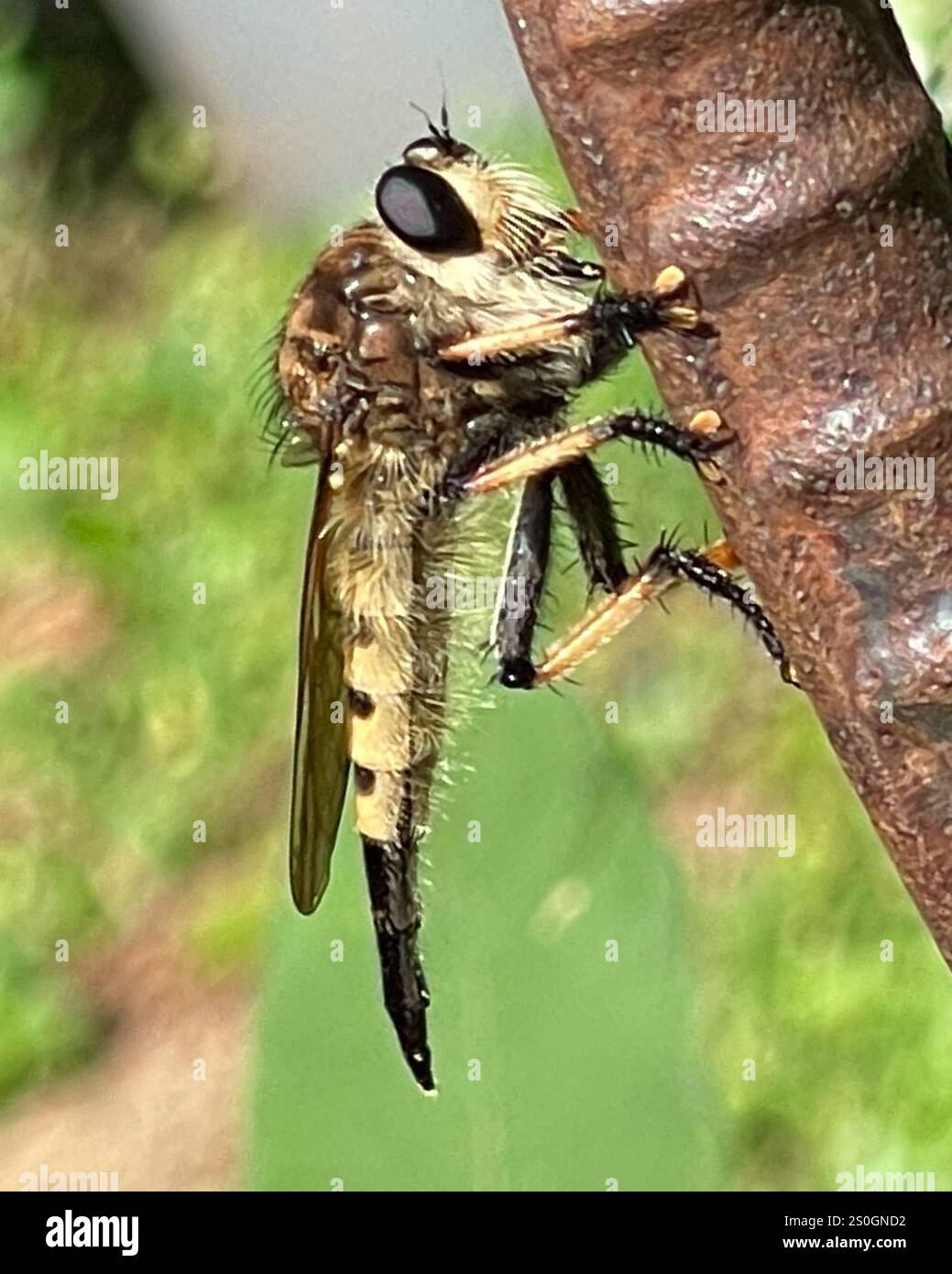 Red-footed Cannibal Fly (Promachus rufipes Stock Photo - Alamy