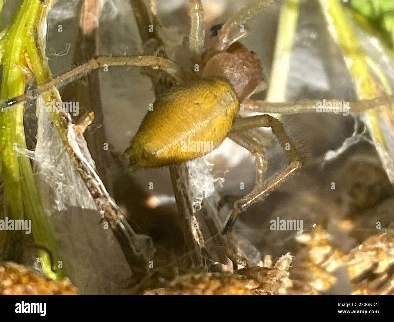 European Yellow Sac Spider (Cheiracanthium punctorium Stock Photo - Alamy