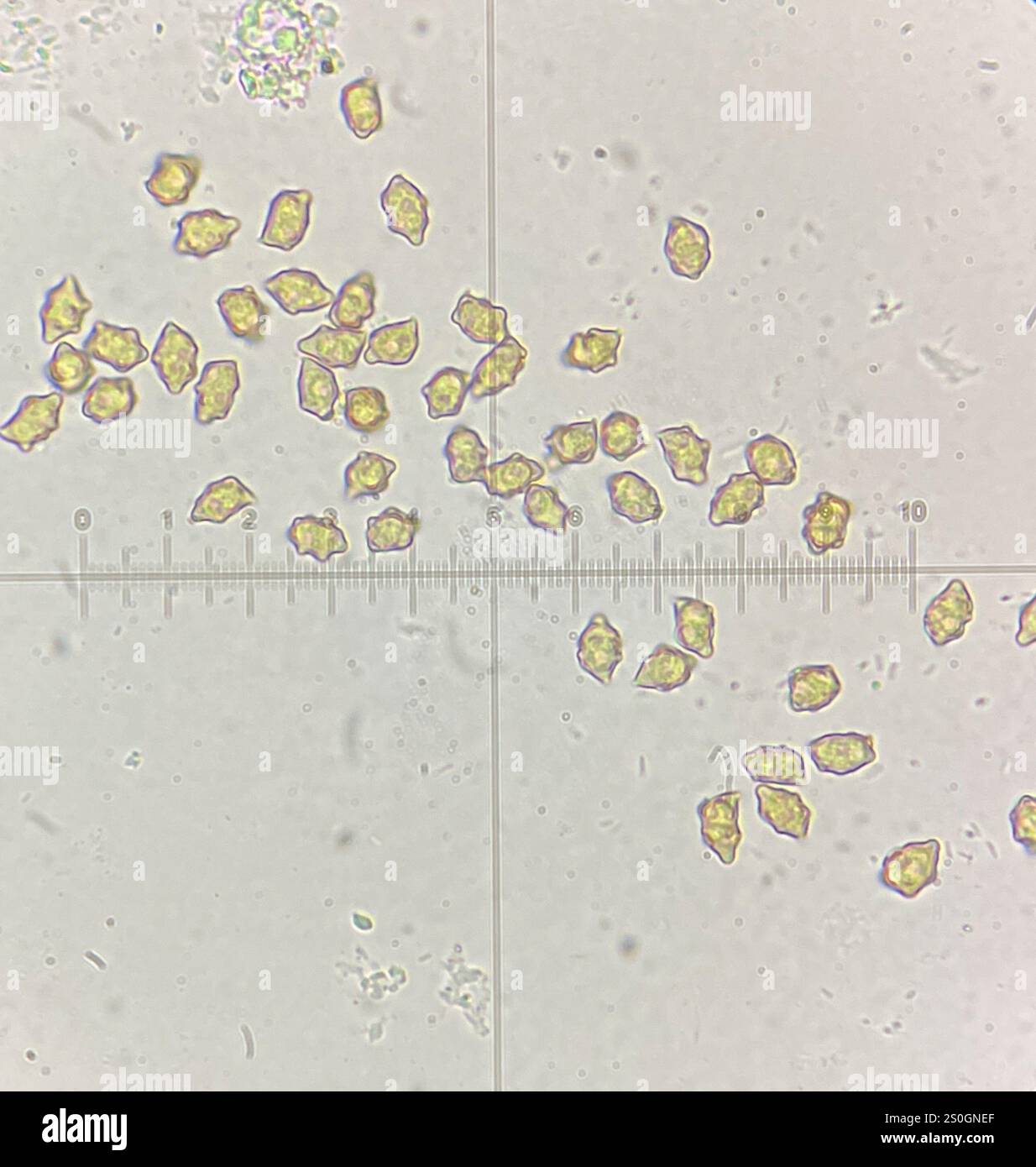 Fiber Caps (Inocybe Stock Photo - Alamy