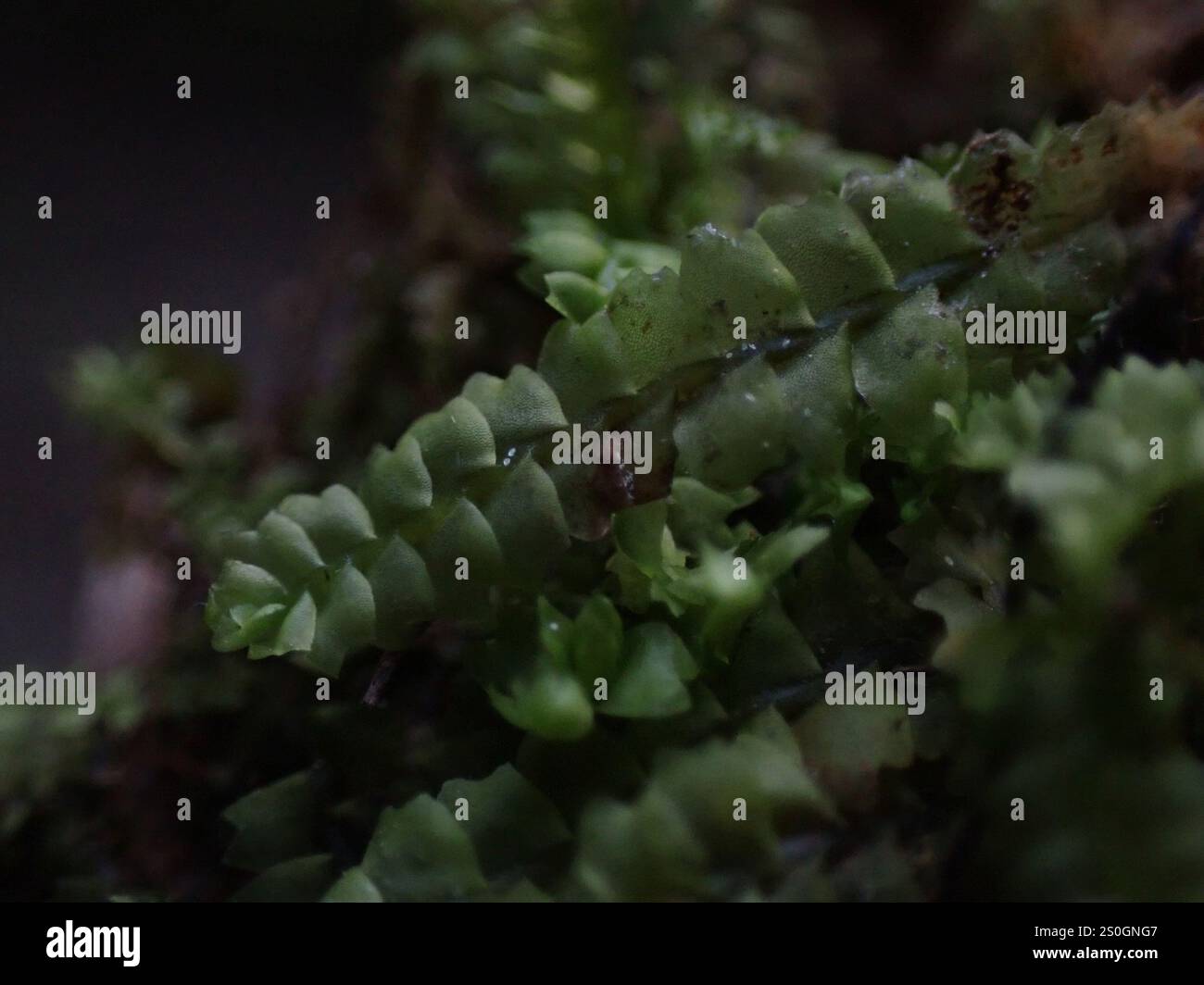 Tumid Notchwort (Lophozia ventricosa Stock Photo - Alamy