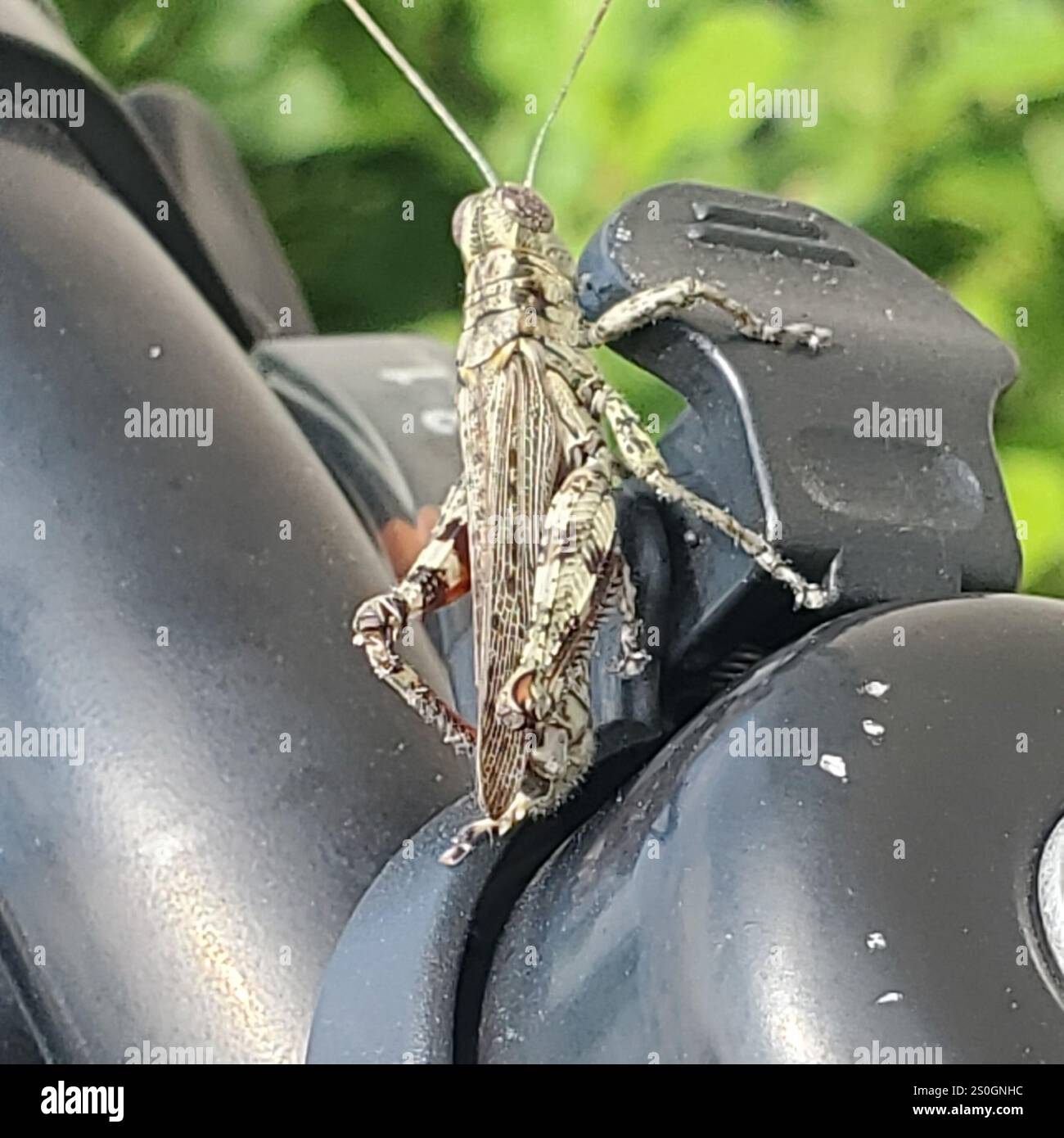 Pine tree Spur-throat Grasshopper (Melanoplus punctulatus Stock Photo ...