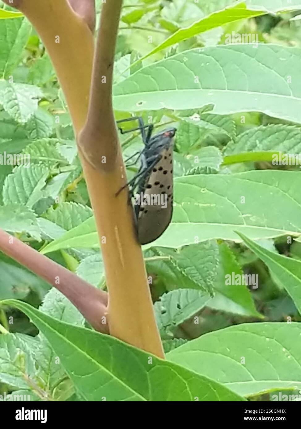 Spotted Lanternfly (Lycorma delicatula Stock Photo - Alamy
