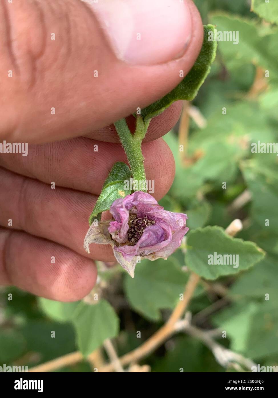 Baker's globe mallow (Iliamna bakeri Stock Photo - Alamy