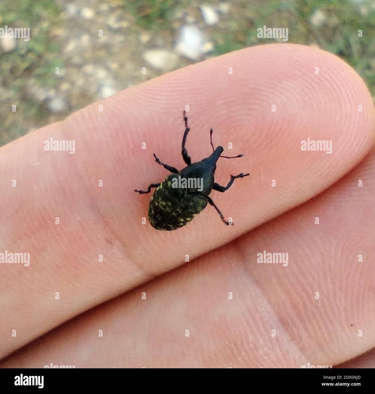 Turbine Cylindrical Weevil (Larinus turbinatus Stock Photo - Alamy