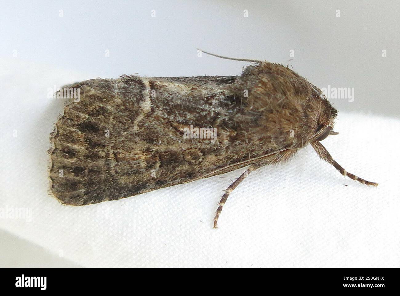 Straw Underwing (Thalpophila matura Stock Photo - Alamy