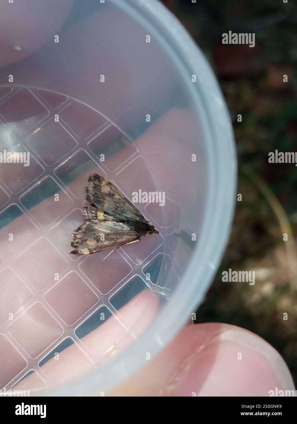 Common Crimson-and-gold Moth (Pyrausta purpuralis Stock Photo - Alamy