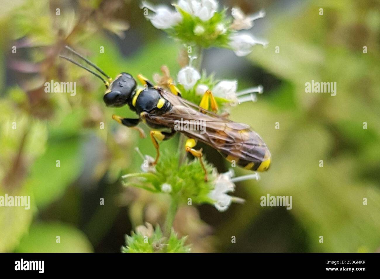 Field digger wasp (Mellinus arvensis Stock Photo - Alamy