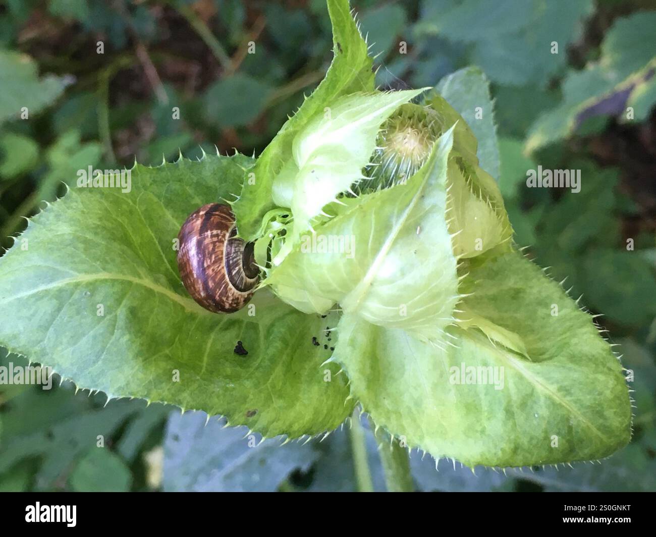 Copse Snail (Arianta arbustorum Stock Photo - Alamy