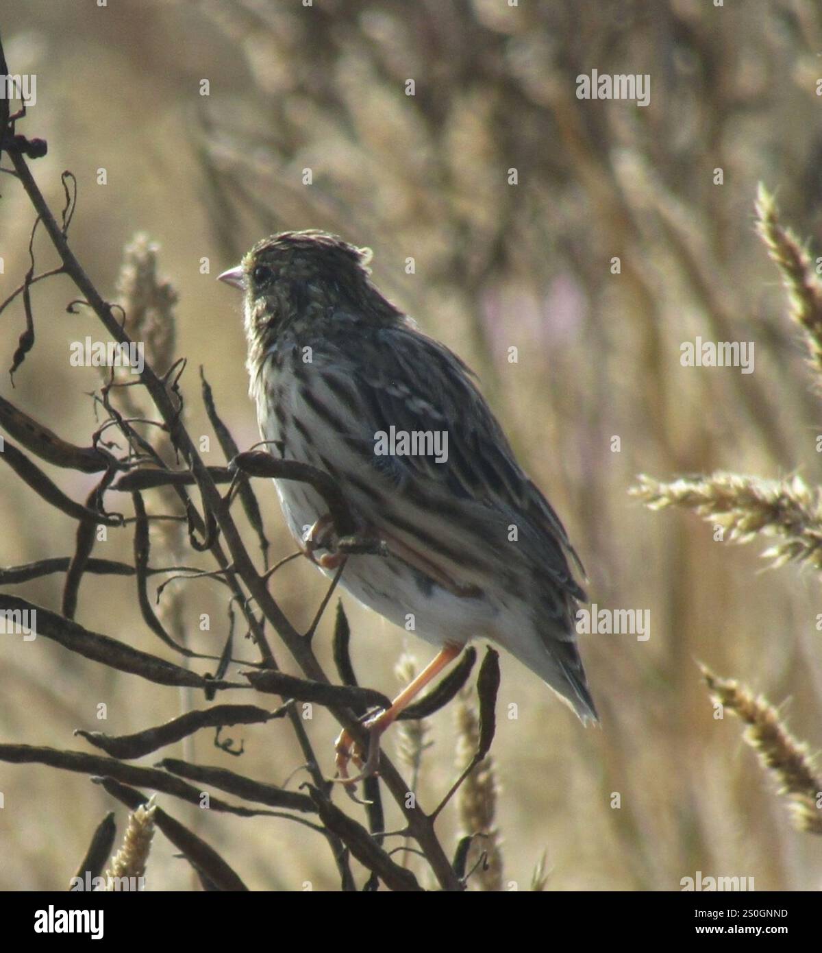 Savannah Sparrow (Passerculus sandwichensis Stock Photo - Alamy