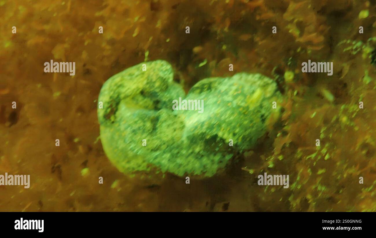 Japanese Bubble Snail (Haloa japonica Stock Photo - Alamy