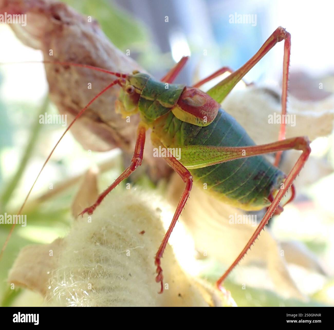 Common Saw Bush-cricket (Barbitistes serricauda Stock Photo - Alamy