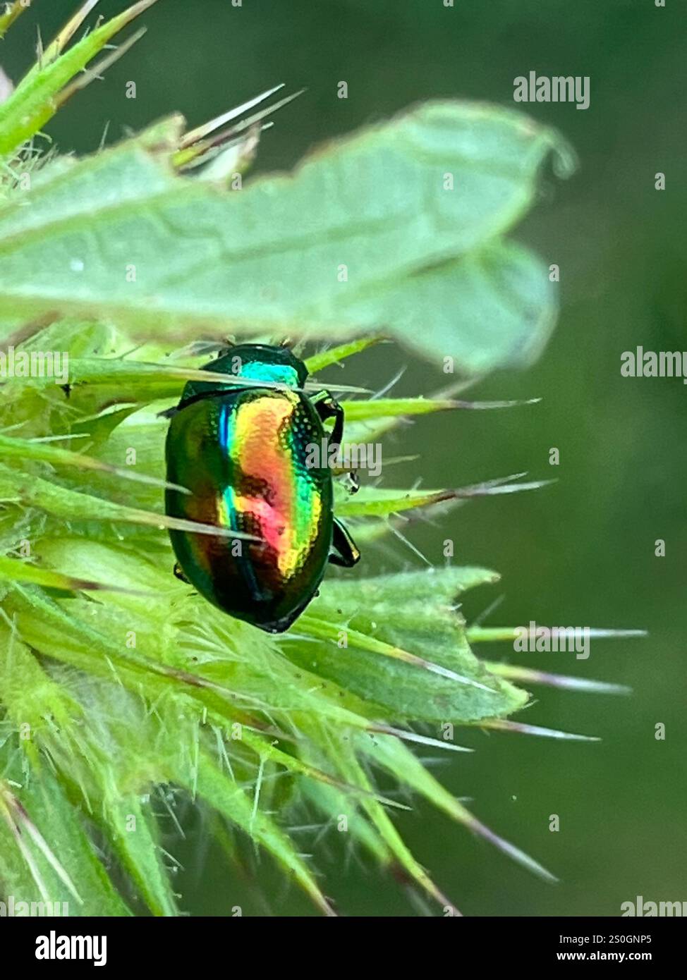 Dead-nettle Leaf Beetle (Fasta fastuosa Stock Photo - Alamy