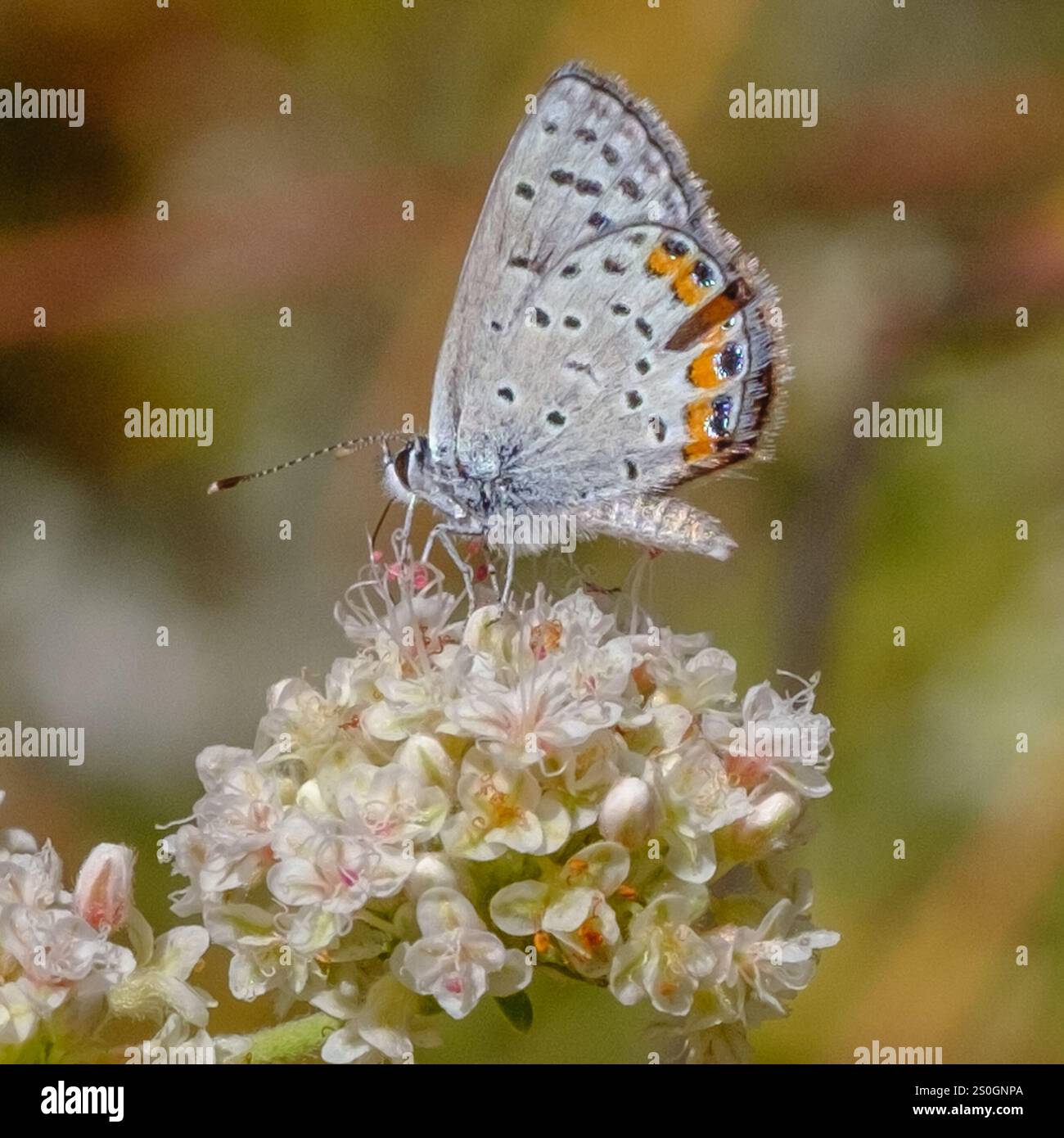Acmon Blue (Icaricia acmon Stock Photo - Alamy