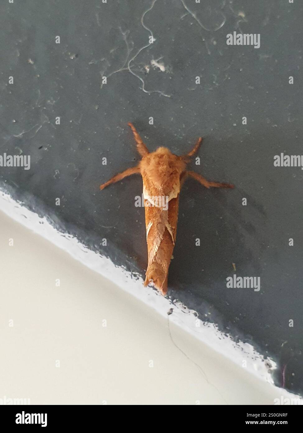 Orange Swift (Triodia sylvina Stock Photo - Alamy Orange Swift (Triodia sylvina Stock Photo - Alamy