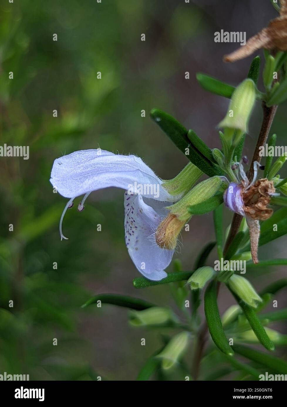 Largeflower False Rosemary (Conradina grandiflora Stock Photo - Alamy