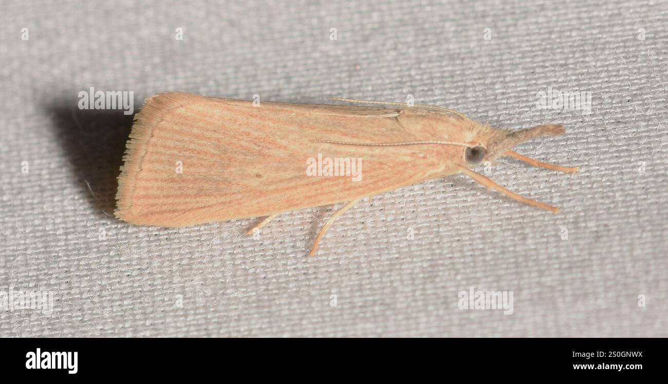 Black-dot Diatraea (Diatraea evanescens Stock Photo - Alamy