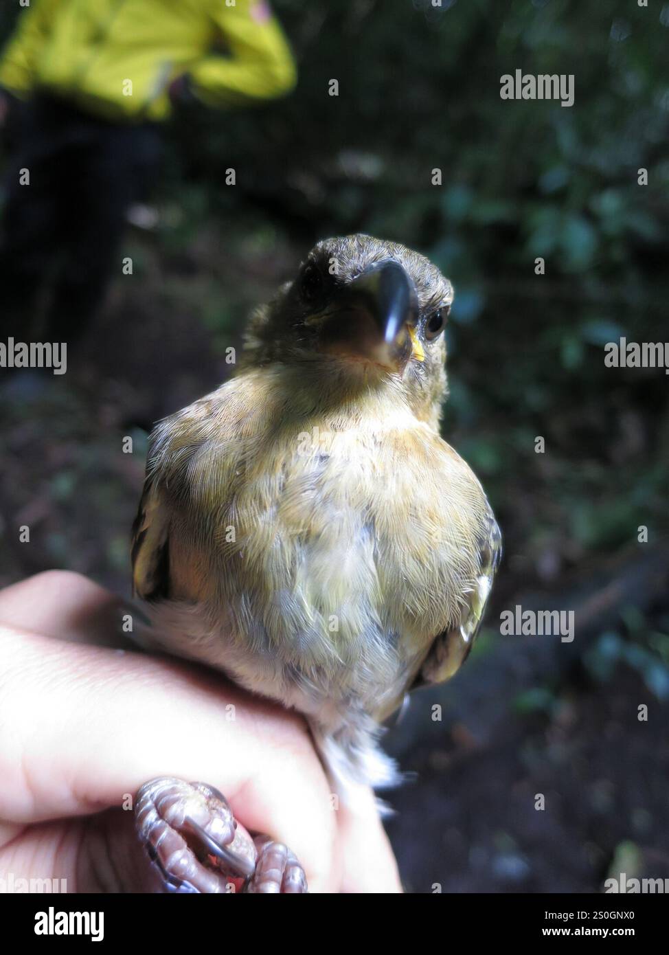Giant Weaver (Ploceus grandis Stock Photo - Alamy