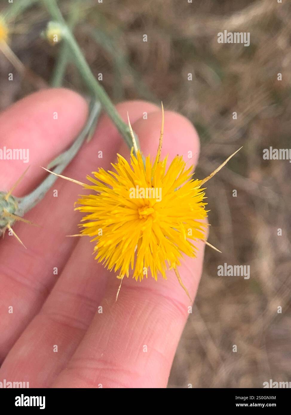 Yellow Star-Thistle (Centaurea solstitialis Stock Photo - Alamy