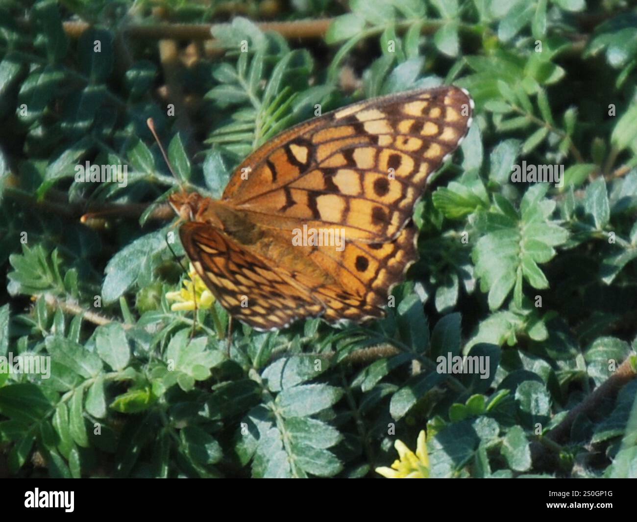 Variegated Fritillary (Euptoieta claudia Stock Photo - Alamy