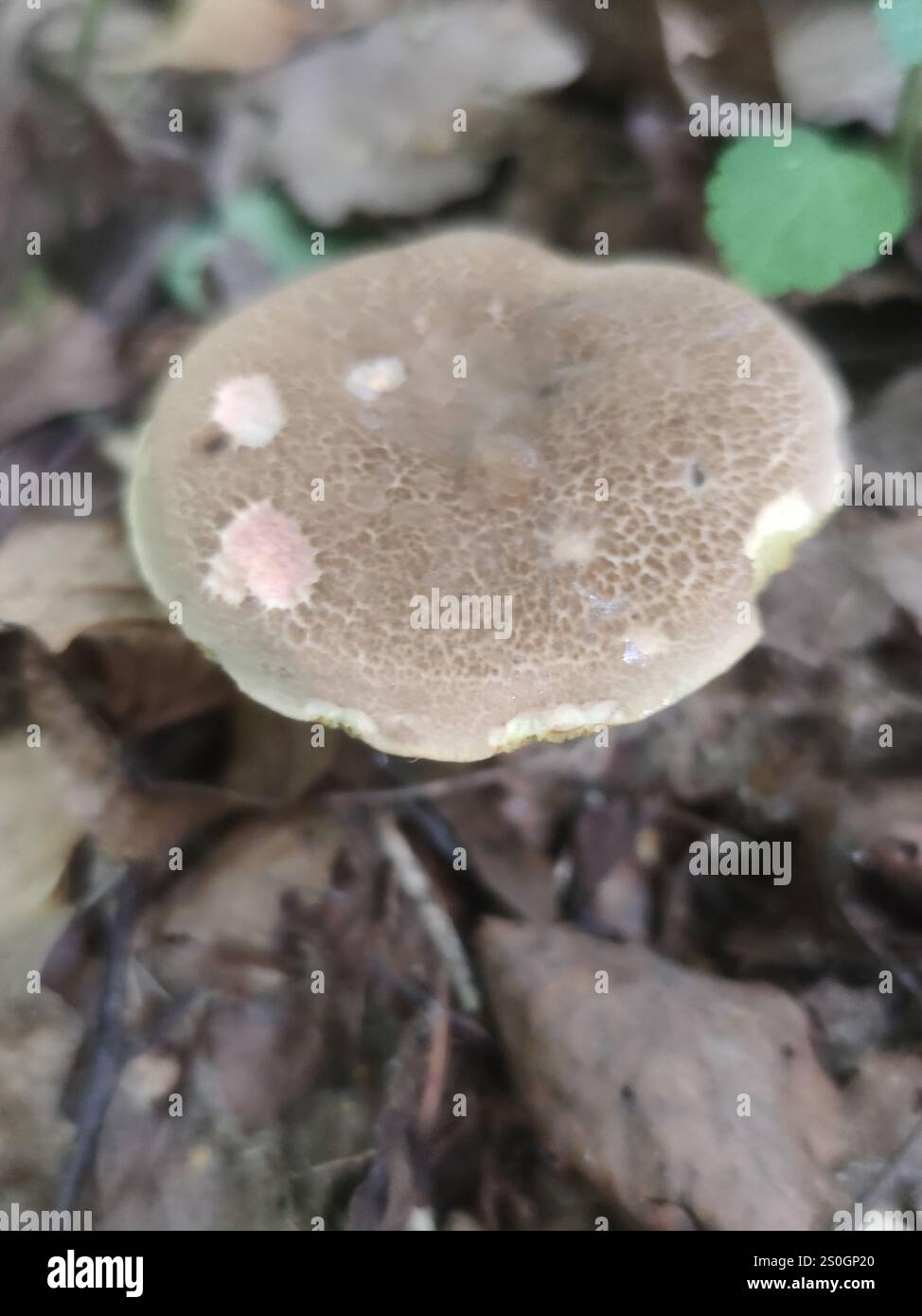 Red-cracking Bolete (Xerocomellus chrysenteron Stock Photo - Alamy