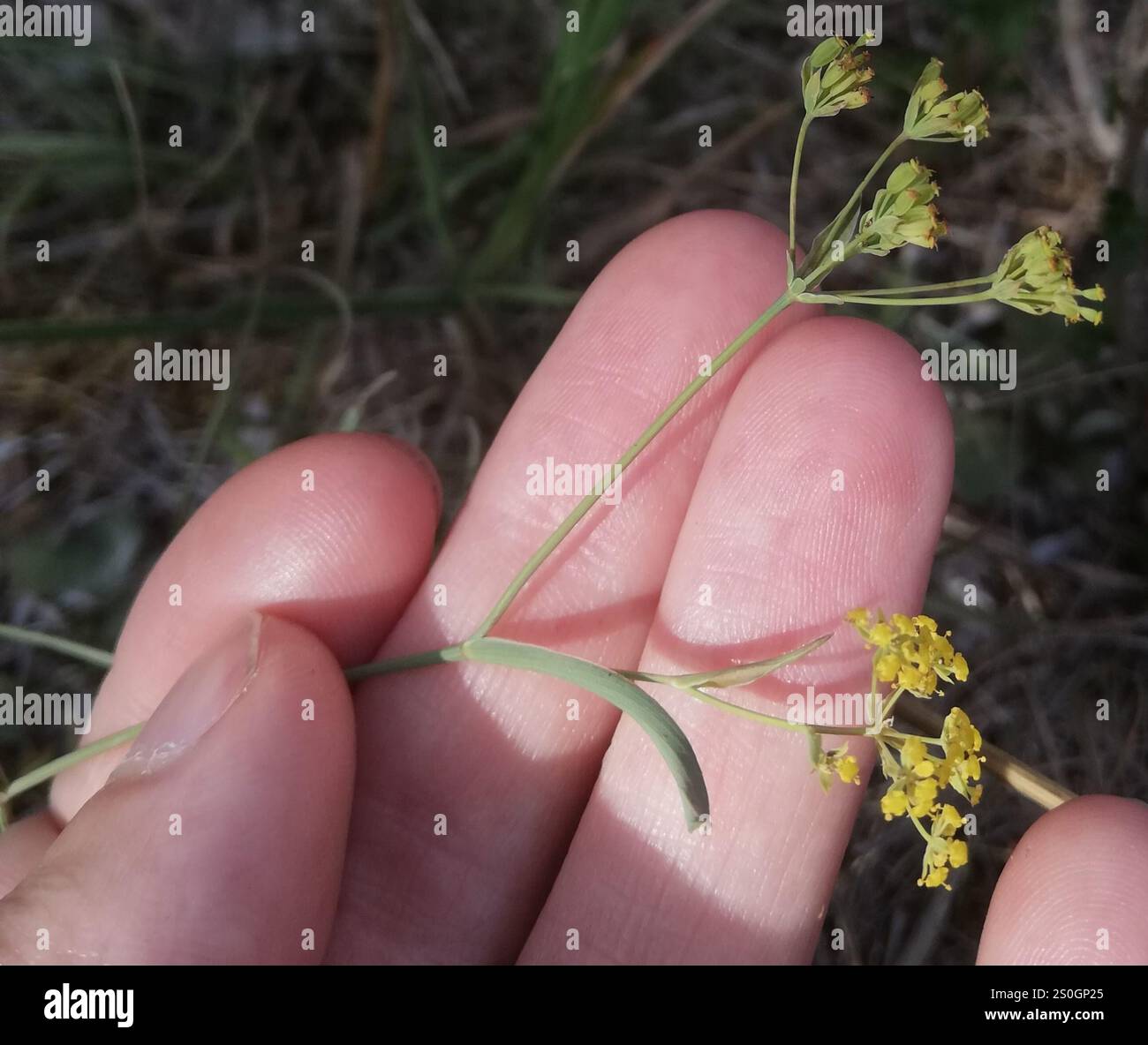Sickle-leaved Hare's-ear (Bupleurum falcatum Stock Photo - Alamy