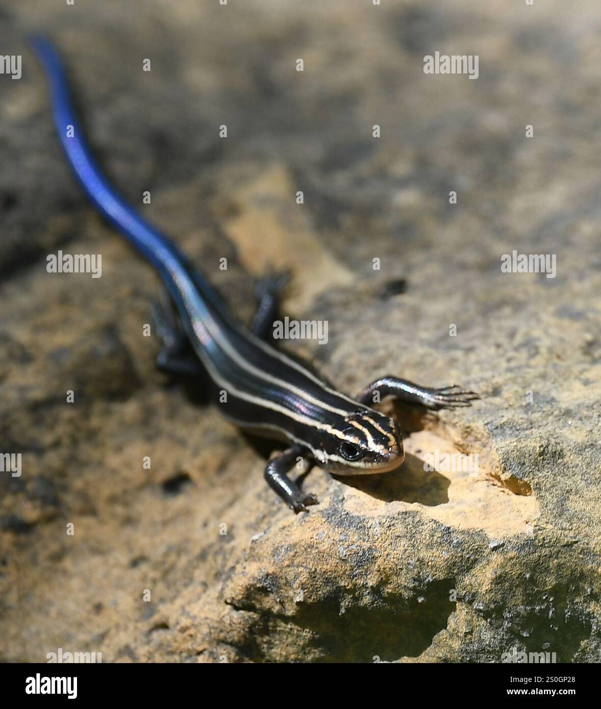 Common Five-lined Skink (Plestiodon fasciatus Stock Photo - Alamy