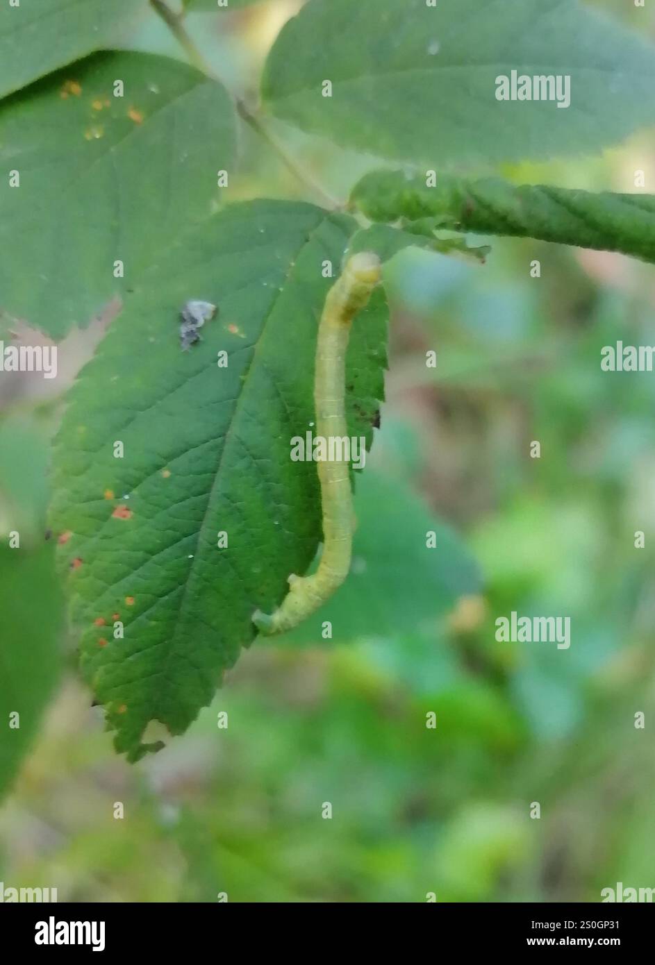 Geometer Moths (Geometridae Stock Photo - Alamy