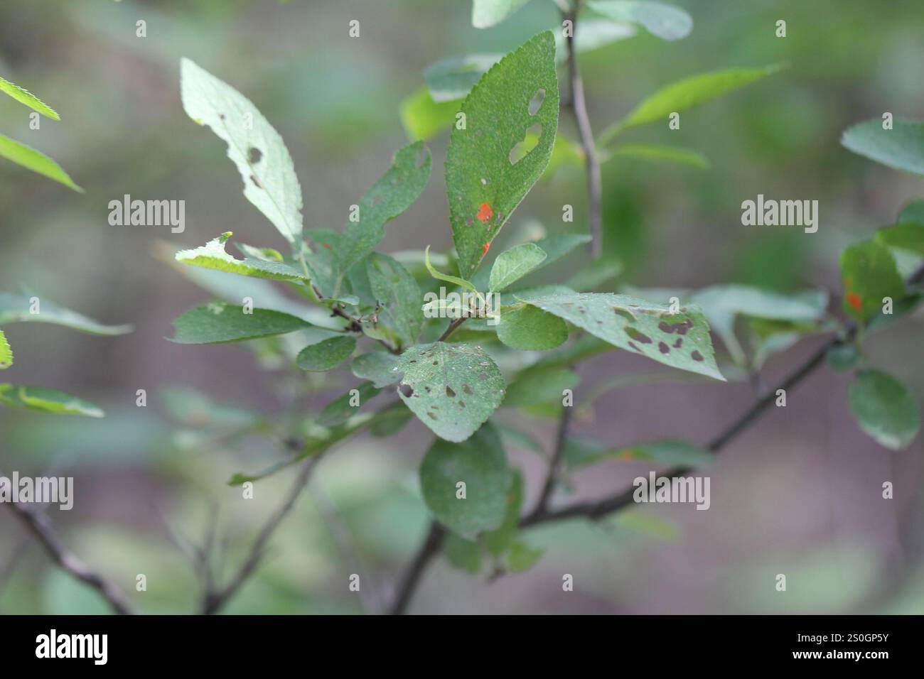 blackthorn dotty (Polystigma rubrum Stock Photo - Alamy
