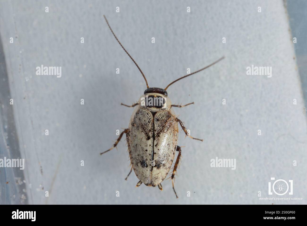 Painted Beetle Cockroach (Plectoptera picta Stock Photo - Alamy