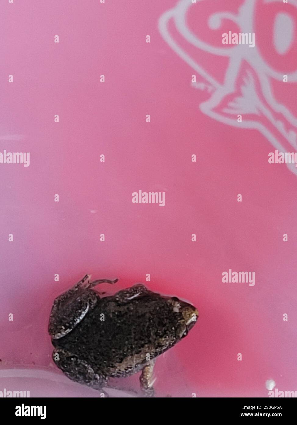 Eastern Narrow-mouthed Toad (Gastrophryne carolinensis Stock Photo - Alamy