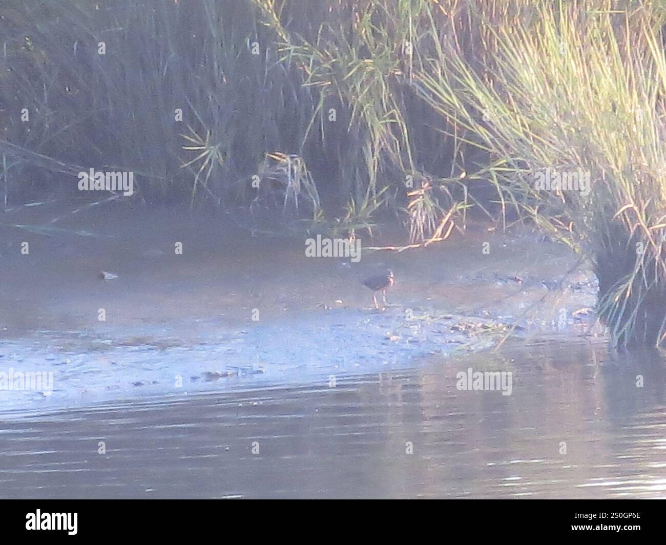 Clapper Rail (Rallus crepitans Stock Photo - Alamy