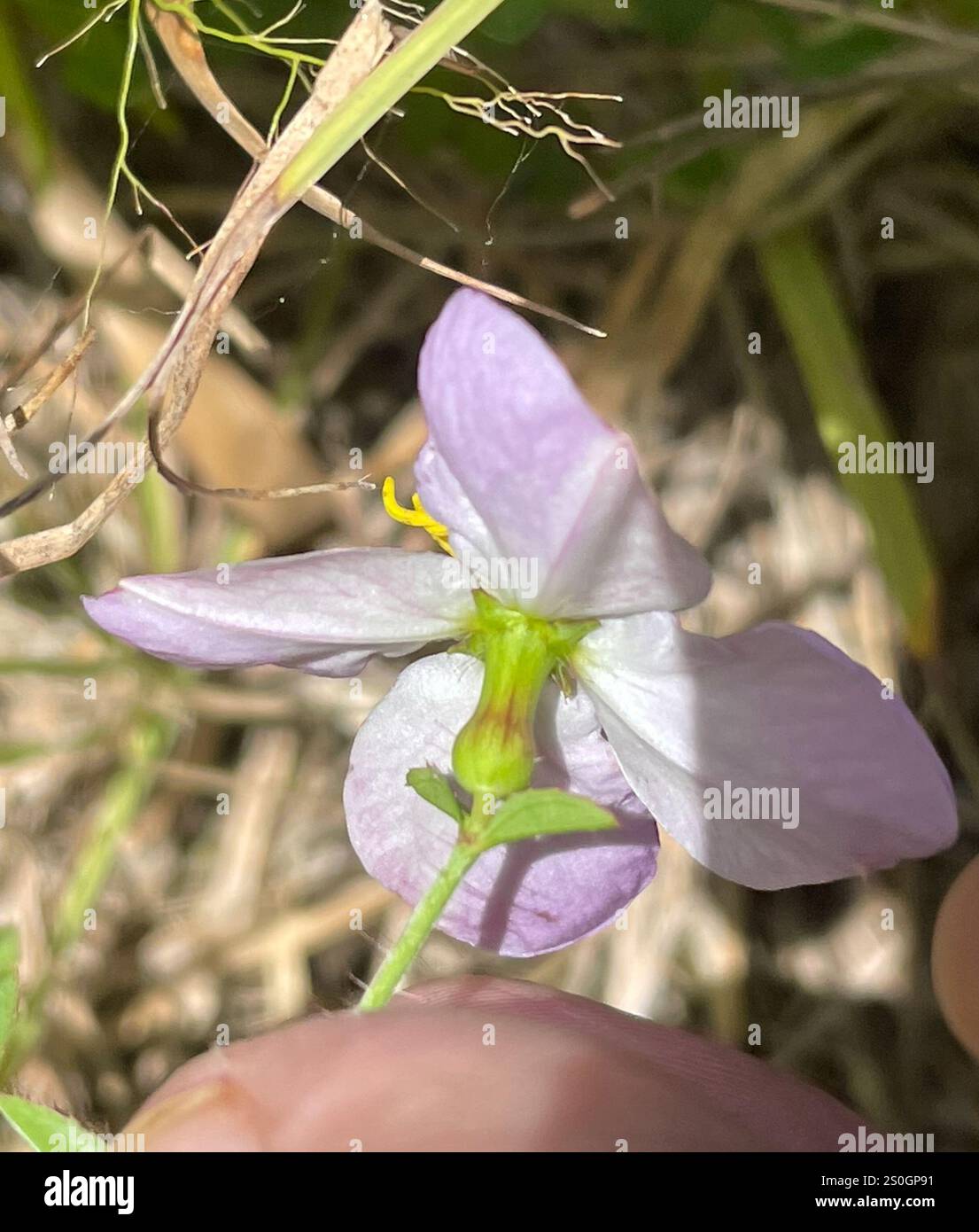 Maryland meadowbeauty (Rhexia mariana Stock Photo - Alamy