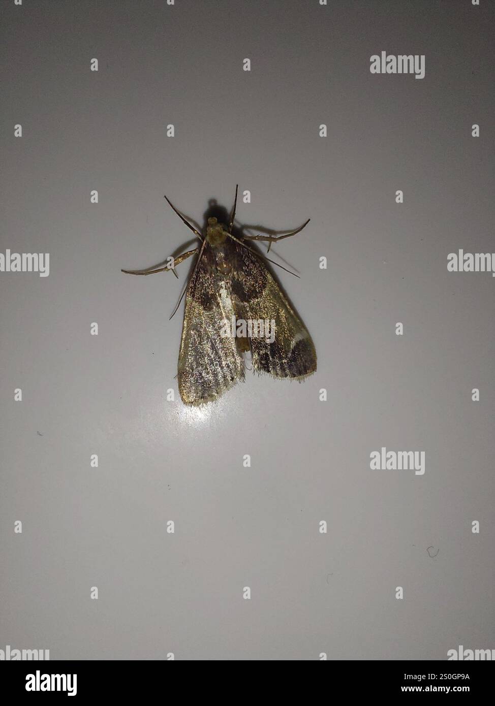 Meal moth (Pyralis farinalis Stock Photo - Alamy