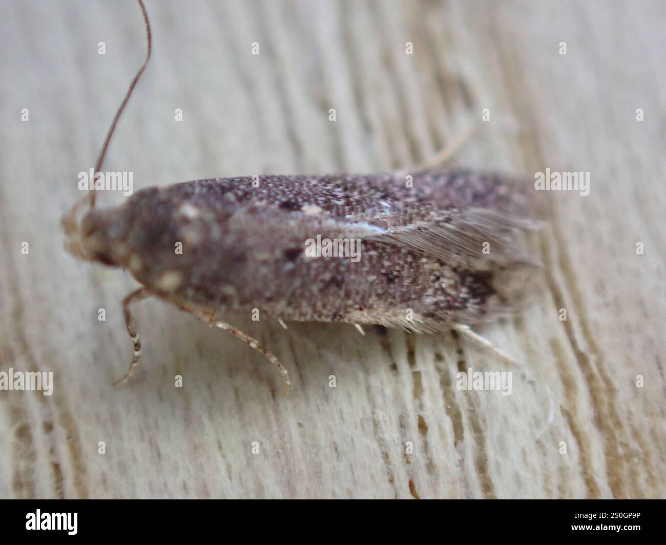 Dark Groundling (Bryotropha affinis Stock Photo - Alamy
