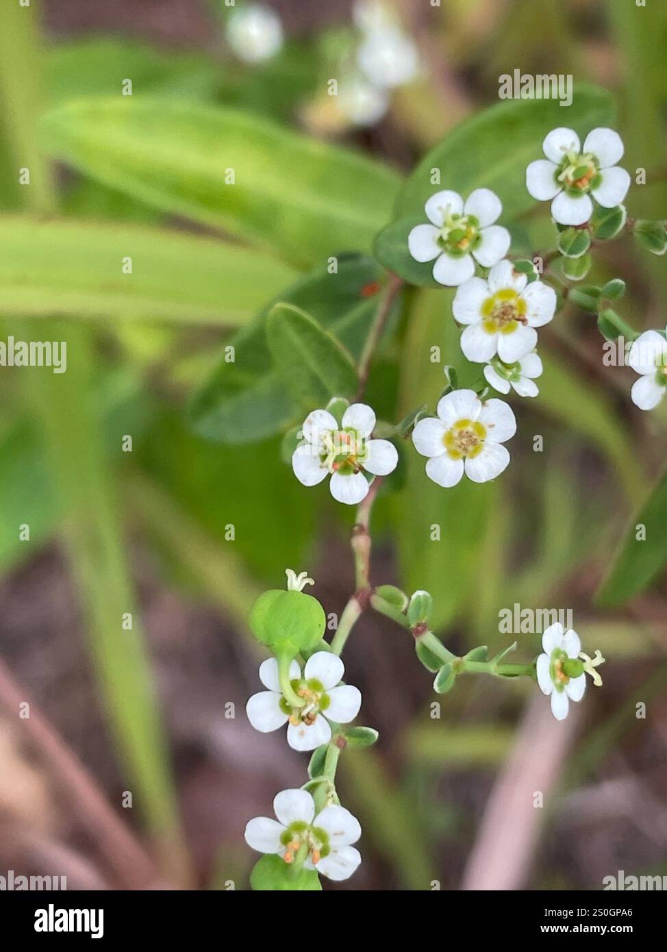 flowering spurge (Euphorbia corollata Stock Photo - Alamy