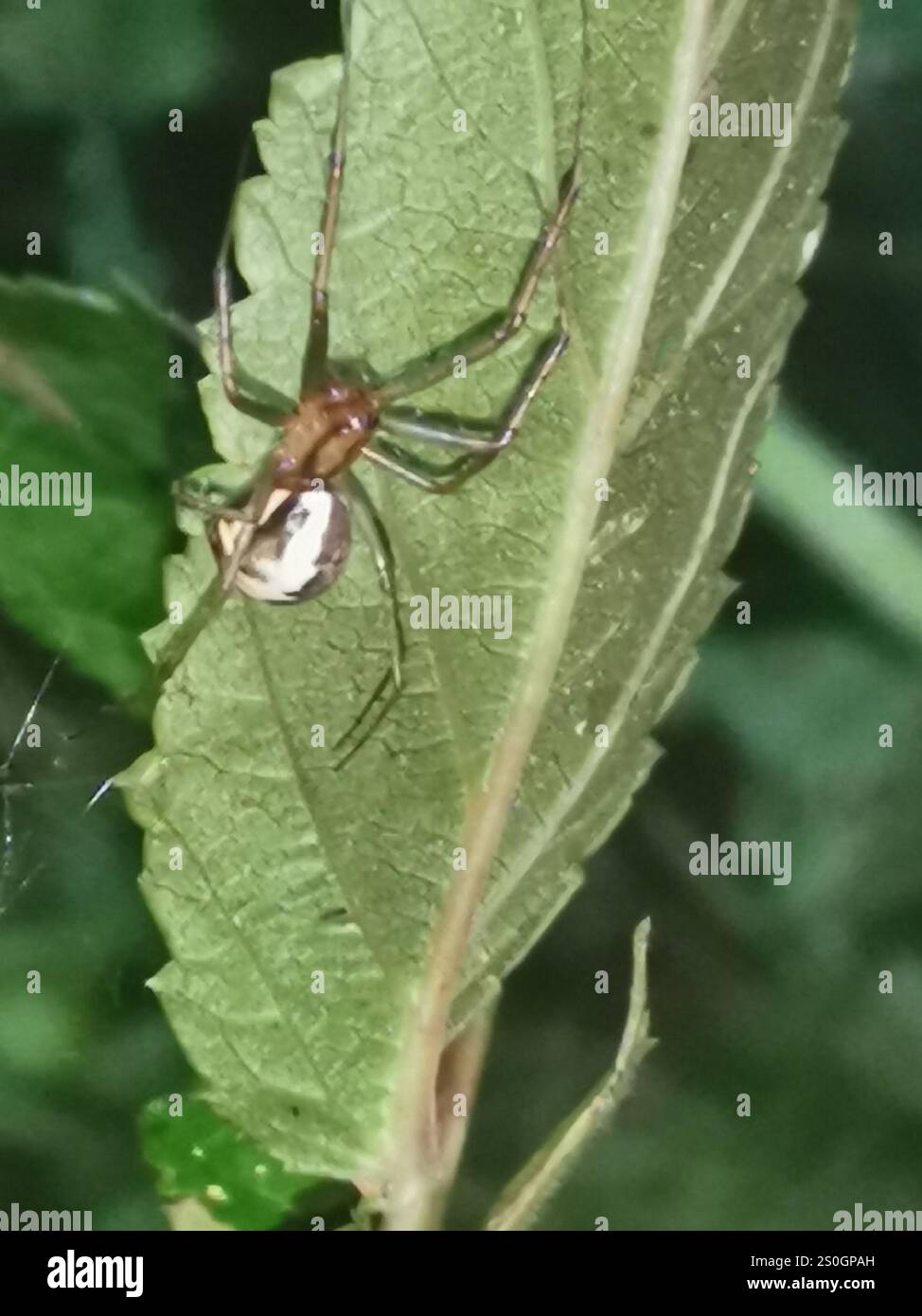 Common sheetweb spider (Linyphia triangularis Stock Photo - Alamy