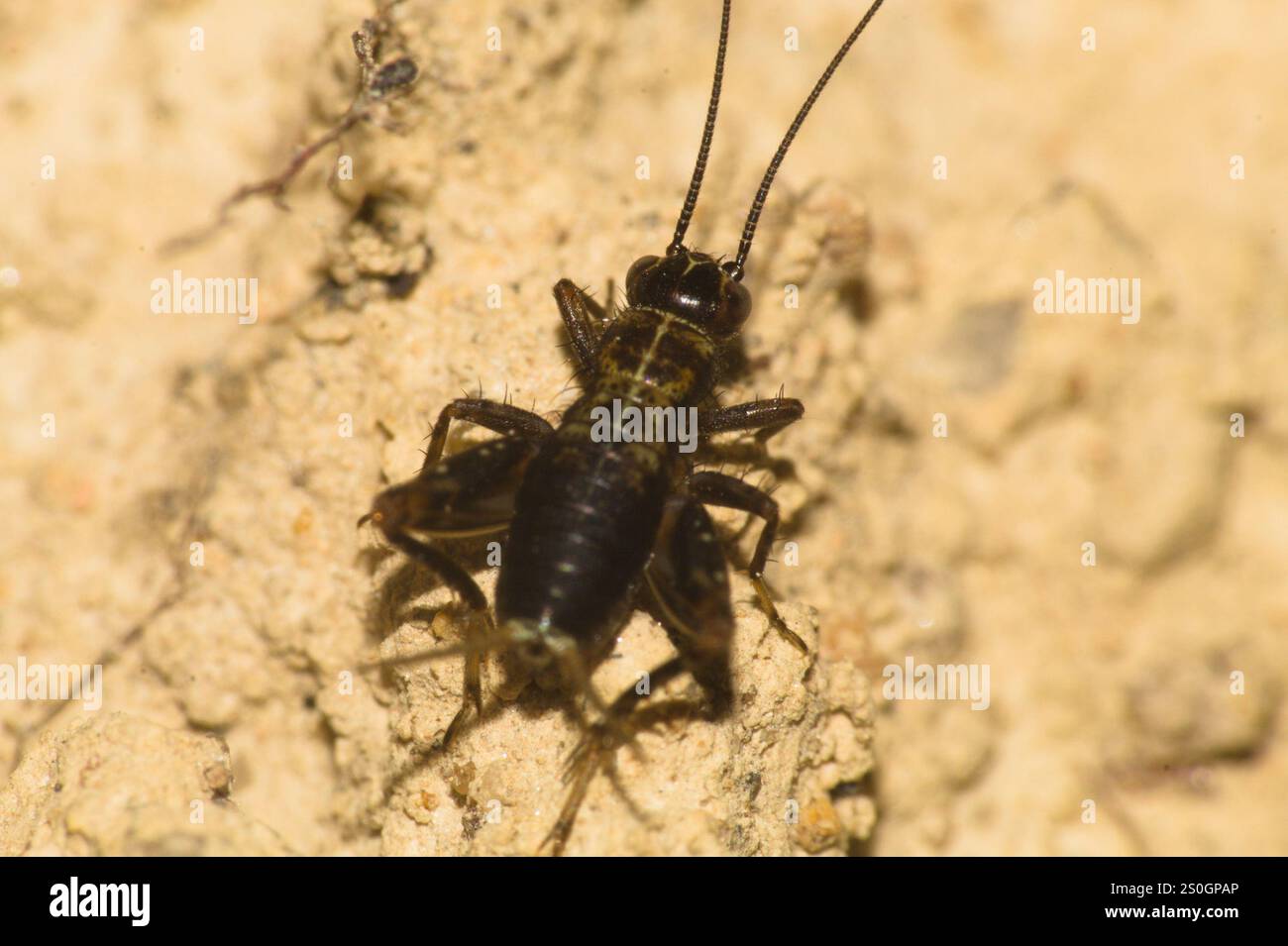 Wood Cricket (Nemobius sylvestris Stock Photo - Alamy