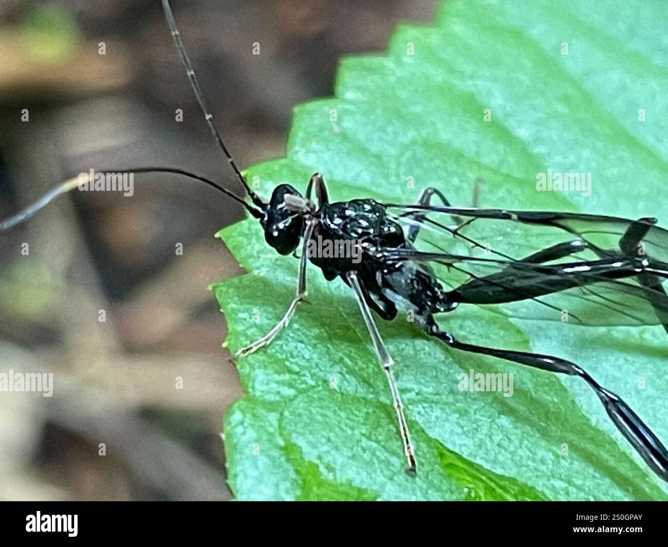 American Pelecinid Wasp (Pelecinus polyturator Stock Photo - Alamy