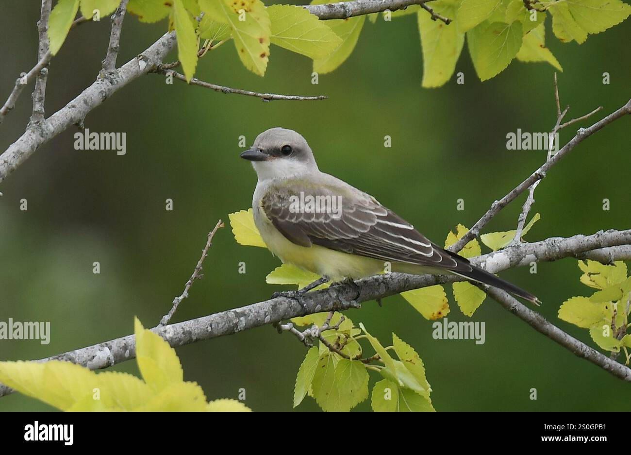 Western Kingbird (Tyrannus verticalis Stock Photo - Alamy