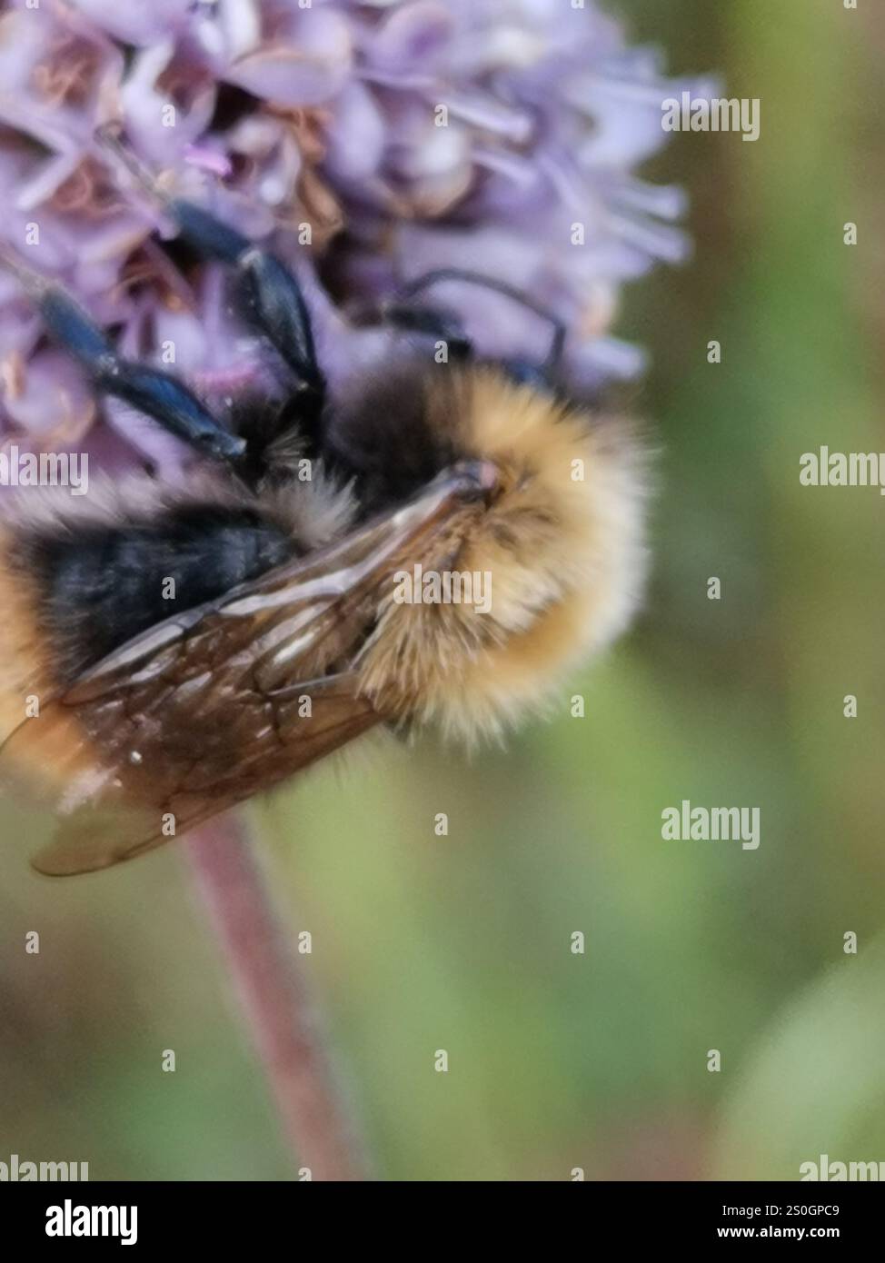 Common Carder Bumble Bee (Bombus pascuorum Stock Photo - Alamy