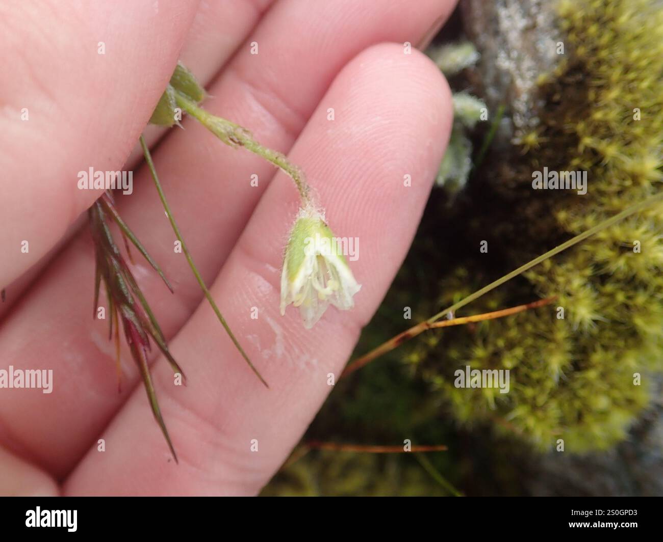 Alpine Mouse-ear (Cerastium alpinum Stock Photo - Alamy
