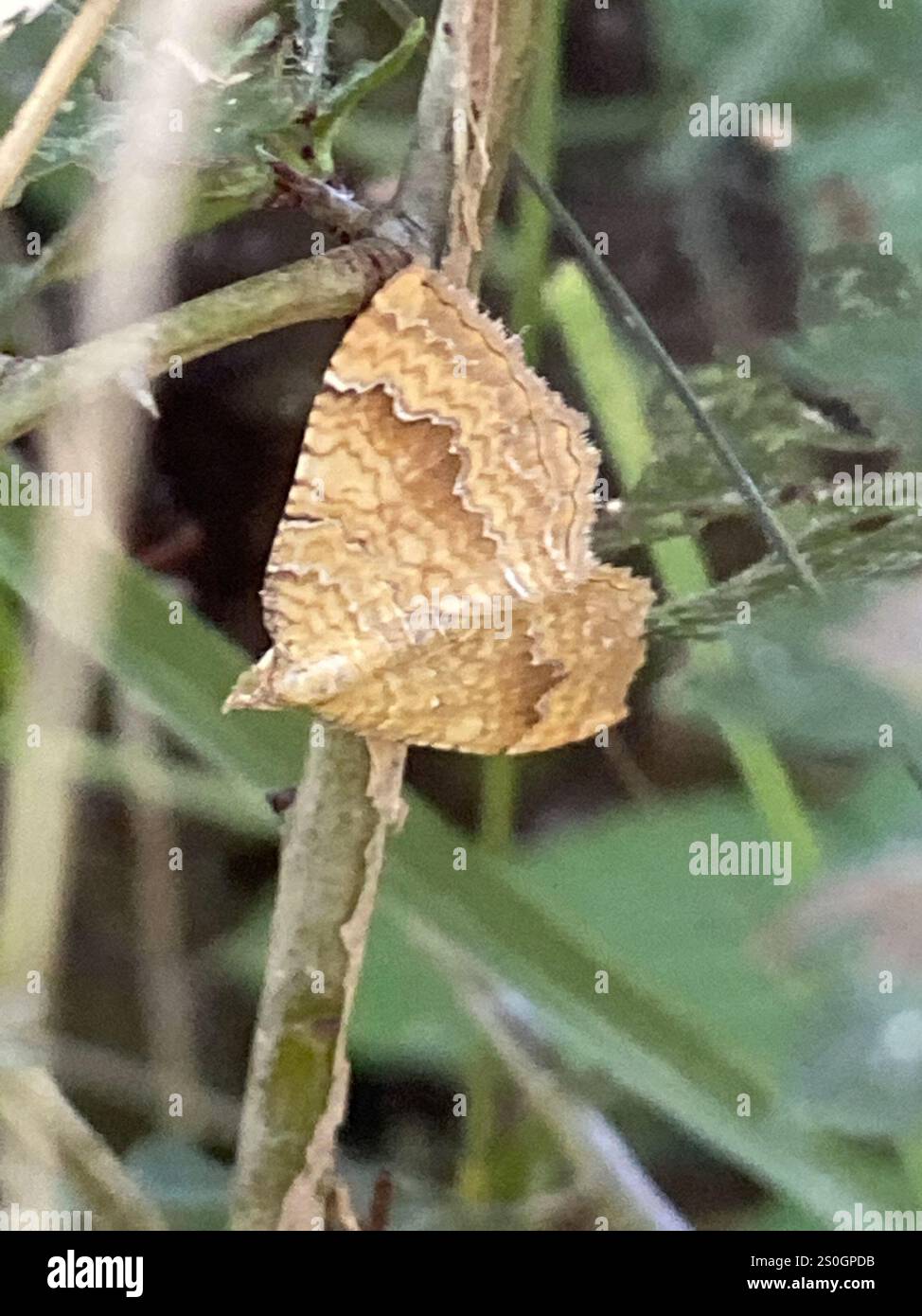 Yellow Shell Moth (Camptogramma bilineata Stock Photo - Alamy